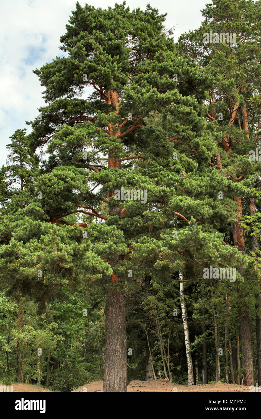 Mighty pine hi-res stock photography and images - Alamy