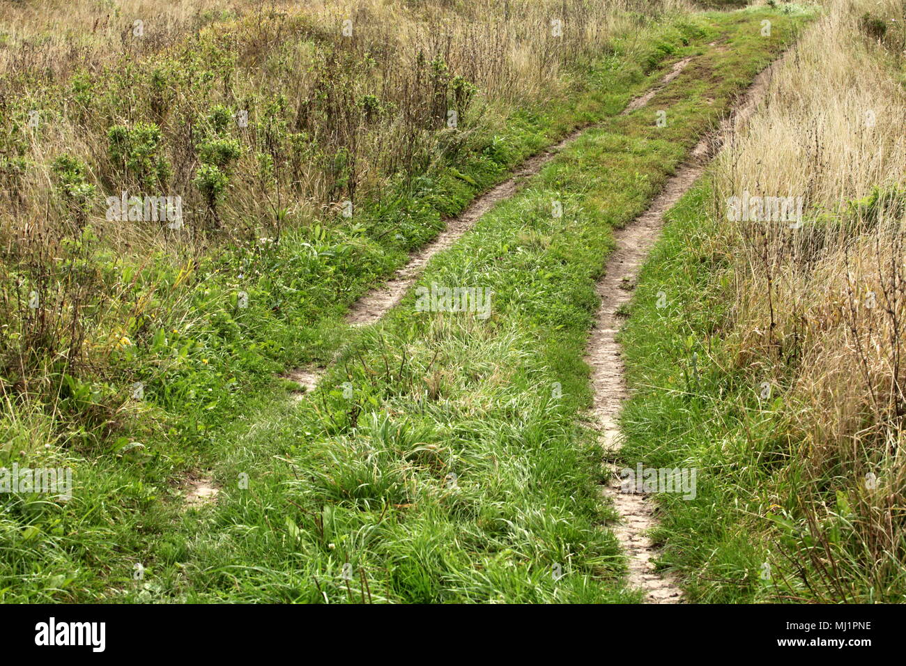 track on a field road on a background of green grass Stock Photo - Alamy