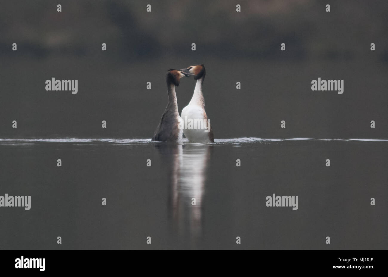 Great Crested Grebes-Podiceps cristatus display weed dance. Uk Stock ...