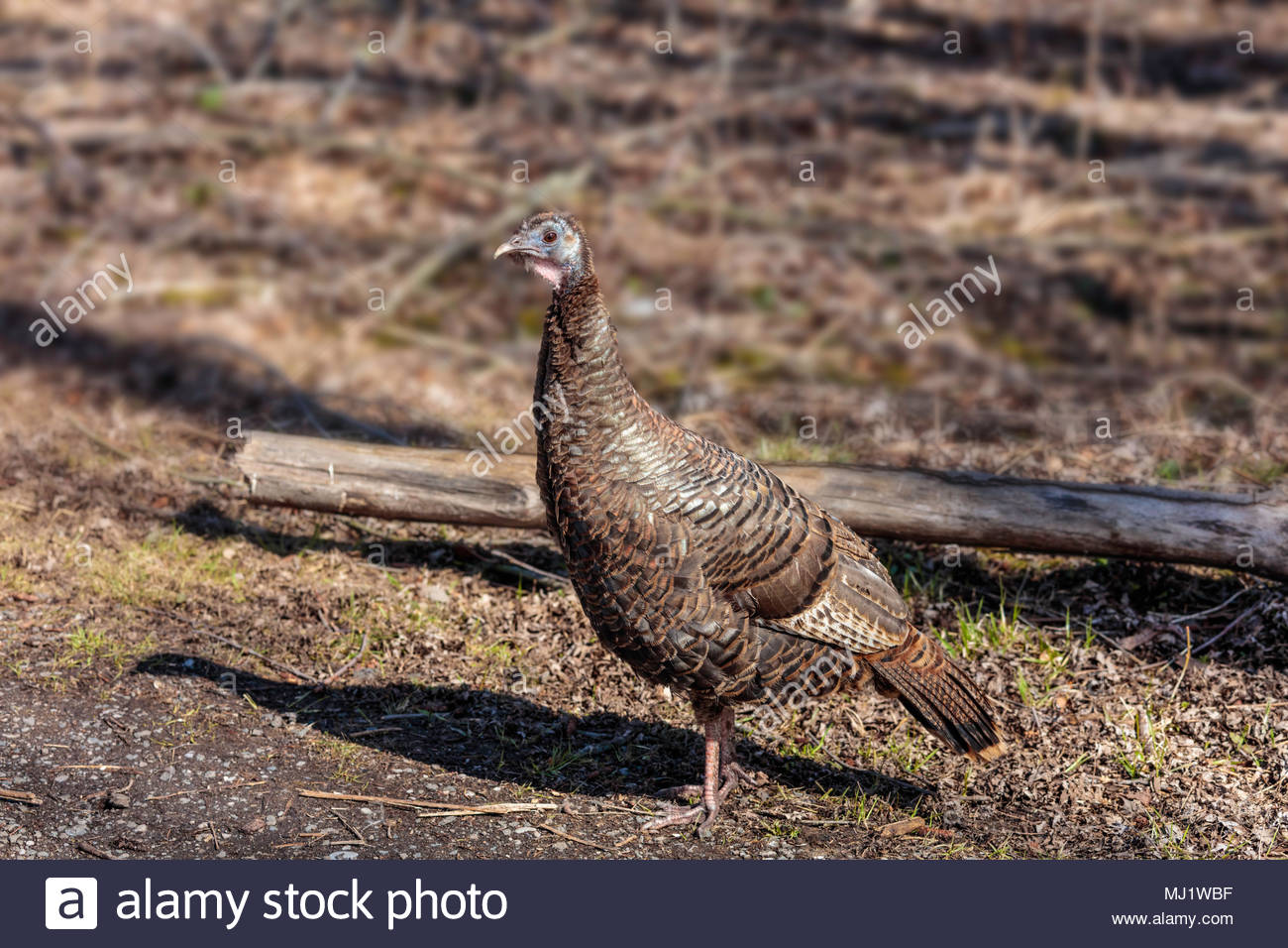 Eastern Wild Turkey Hen High Resolution Stock Photography and Images ...