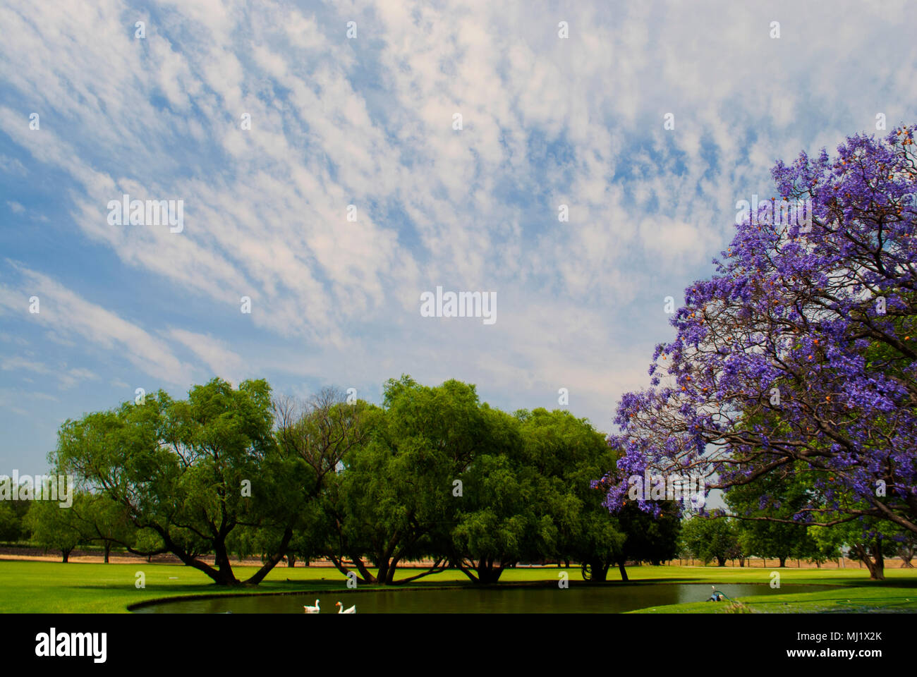 Jacarandas hi-res stock photography and images - Alamy