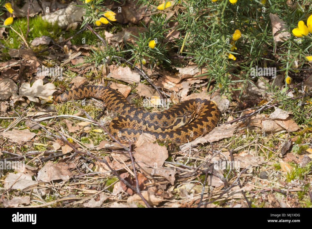 Female adder hi-res stock photography and images - Alamy