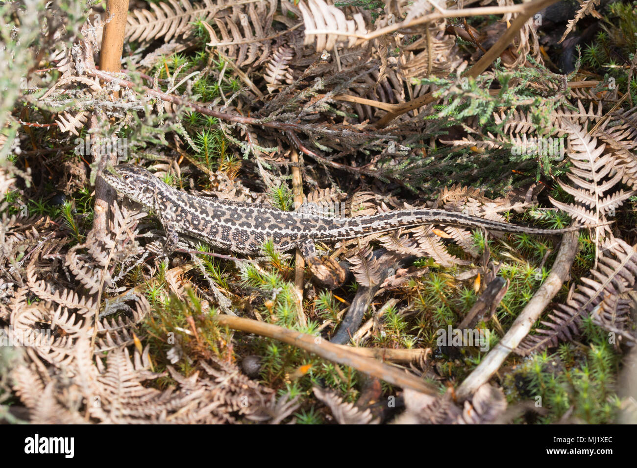 English lizards hi-res stock photography and images - Alamy