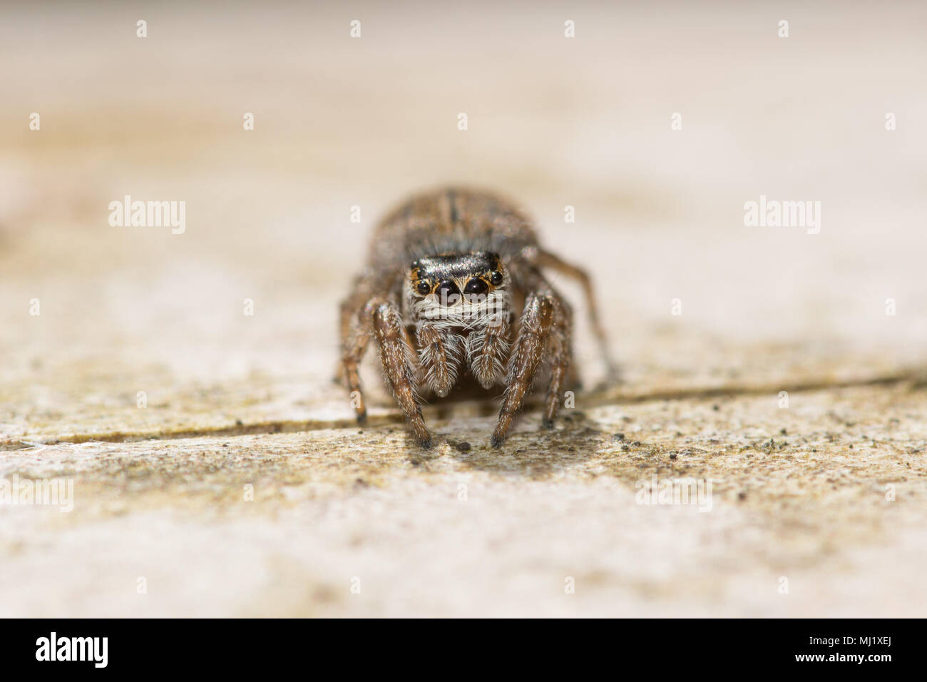 Jumping spider (Evarcha arcuata Stock Photo - Alamy