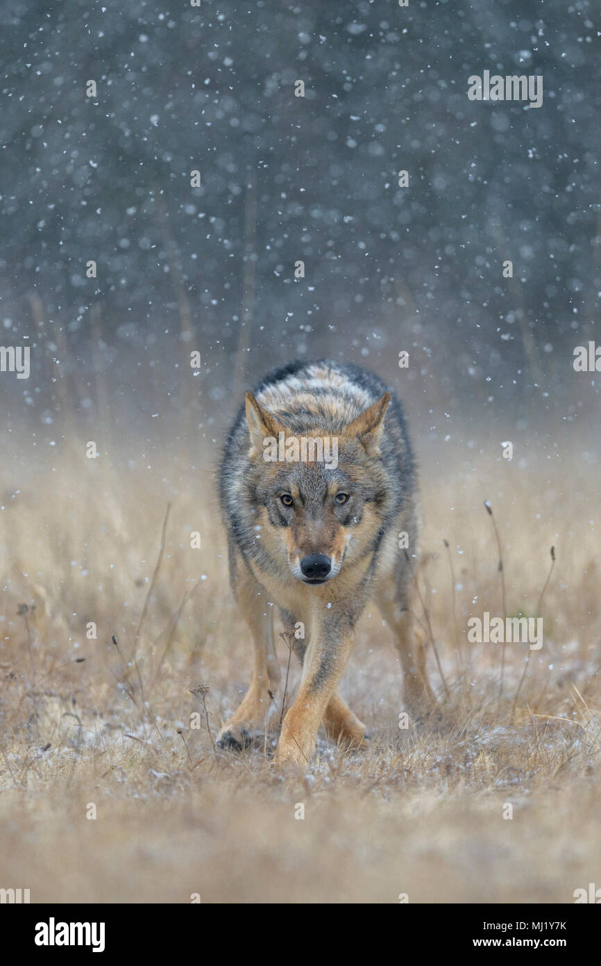 Gray wolf (Canis lupus), runs across a meadow in heavy snowfall ...