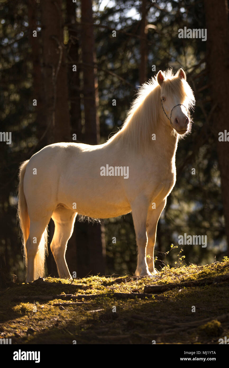Welsh pony hi-res stock photography and images - Alamy