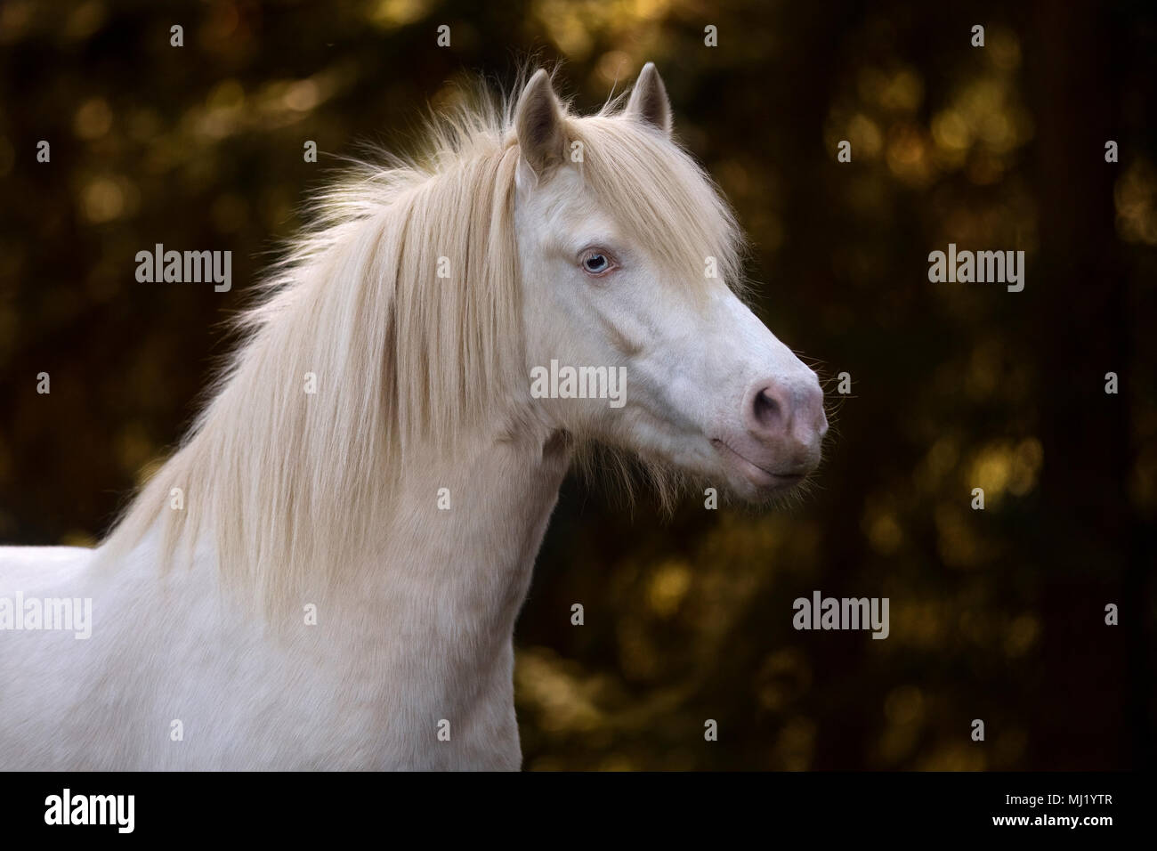 White mare hi-res stock photography and images - Alamy