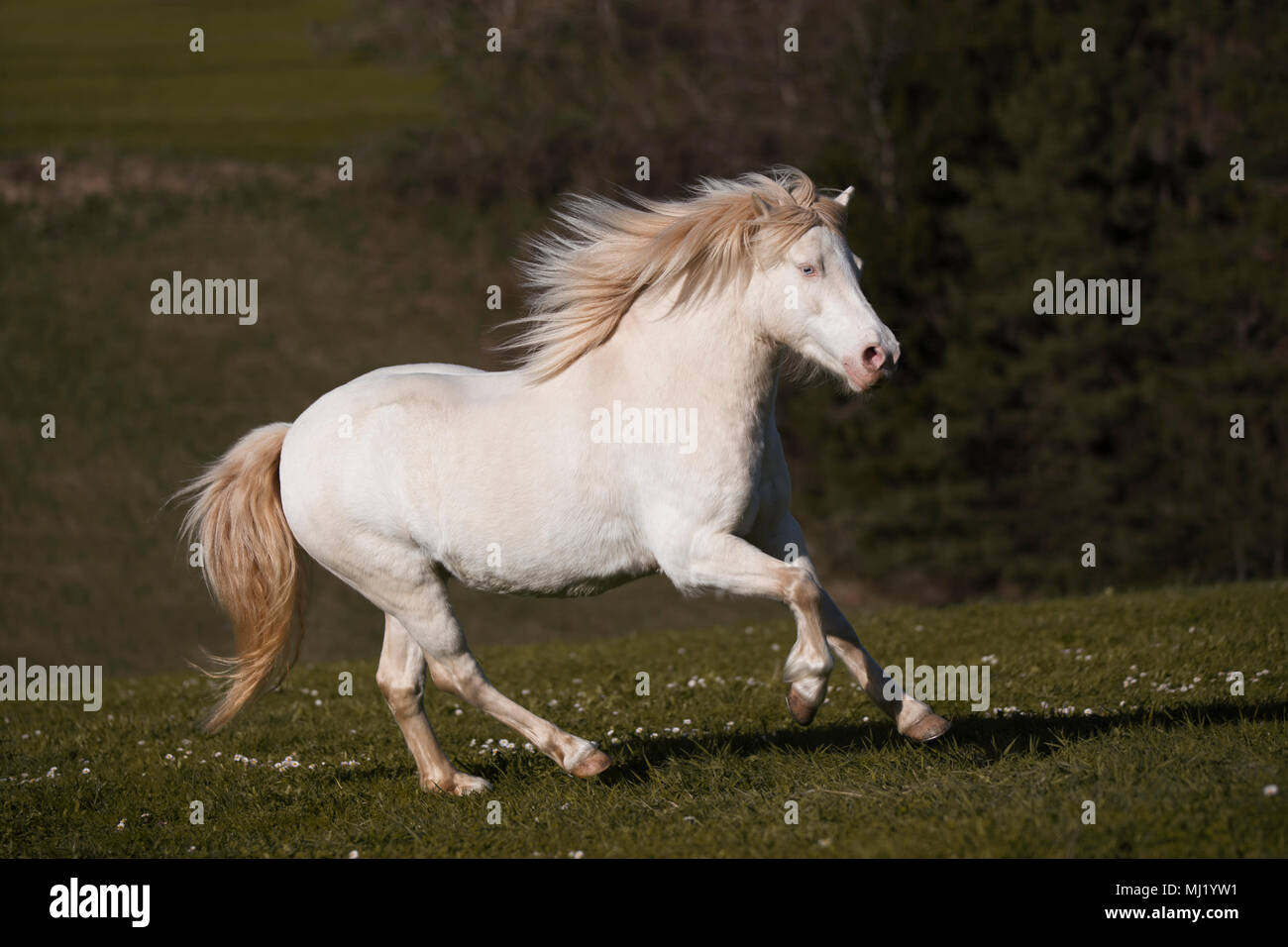 White welsh pony hi-res stock photography and images - Alamy