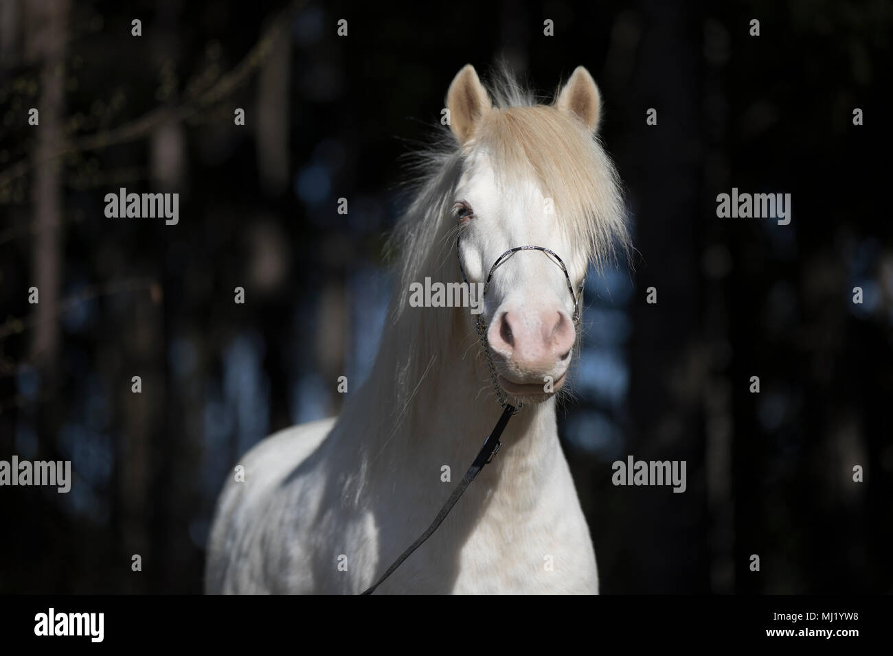 White mare hi-res stock photography and images - Alamy