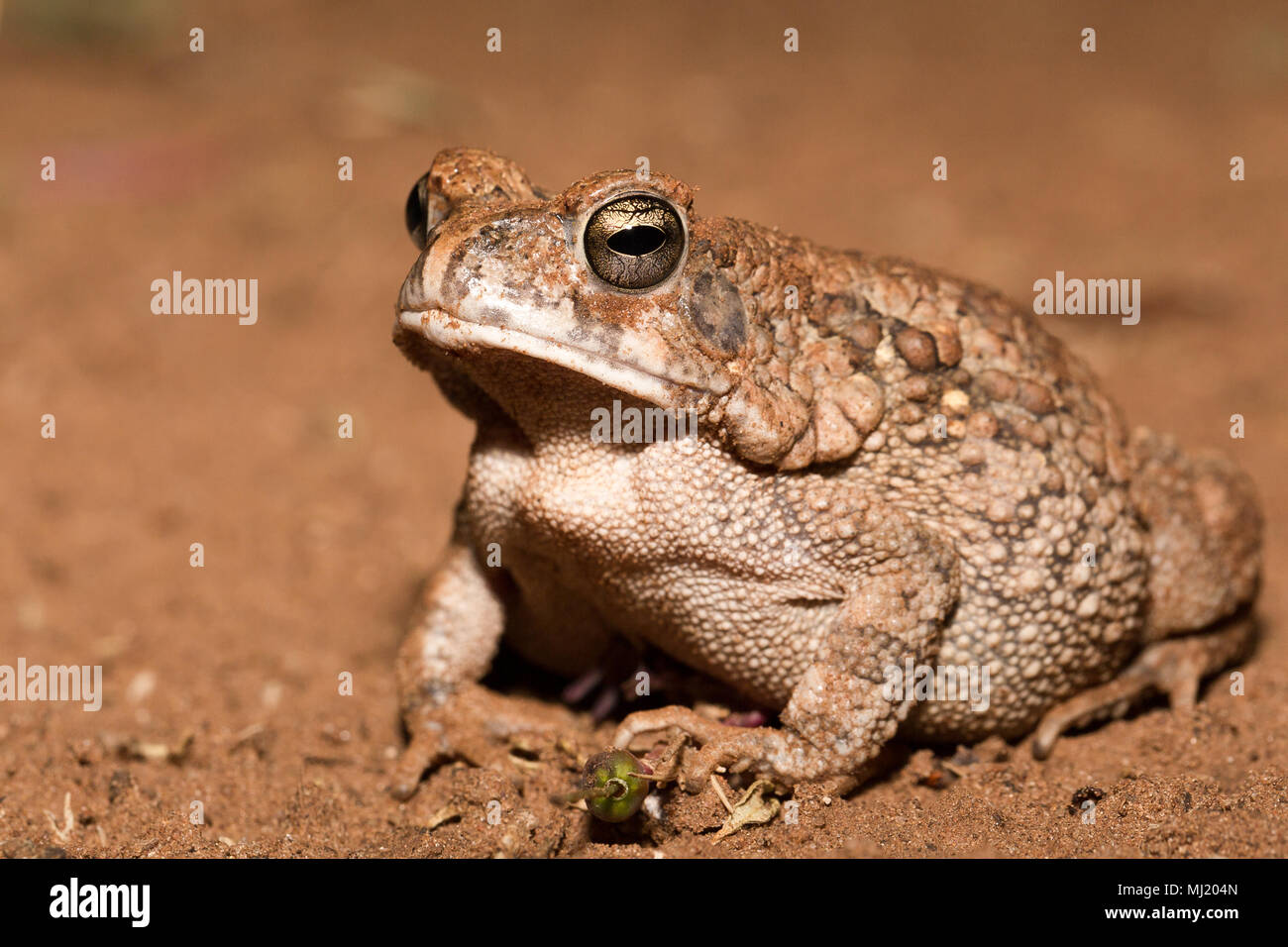 African common toad (Amietophrynus gutturalis), Caprivi, Namibia Stock Photo - Alamy