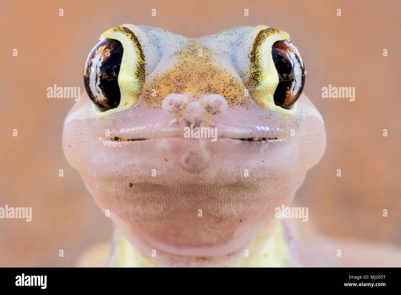 Namib sand gecko (Pachydactylus rangei), animal portrait, Namib ...