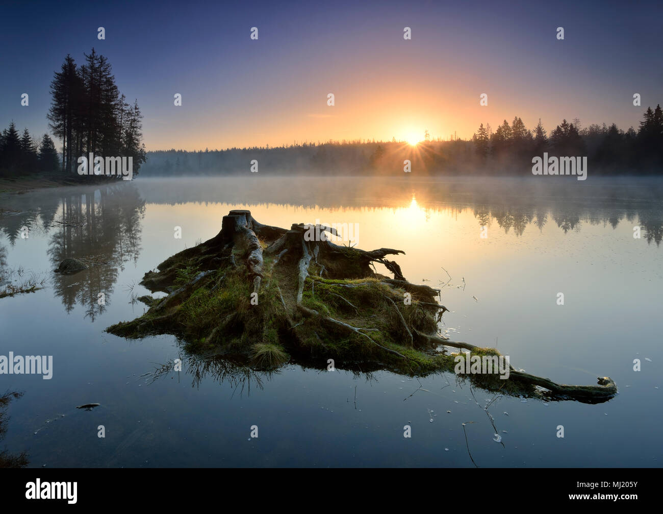 Sunrise with morning mist at the Oder pond, small island with tree ...