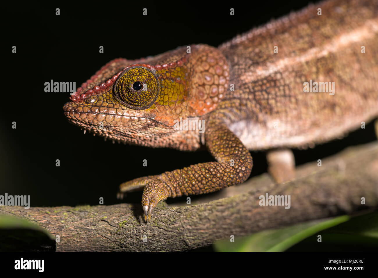 Blue-legged chameleon (Calumma crypticum), female, animal animal ...