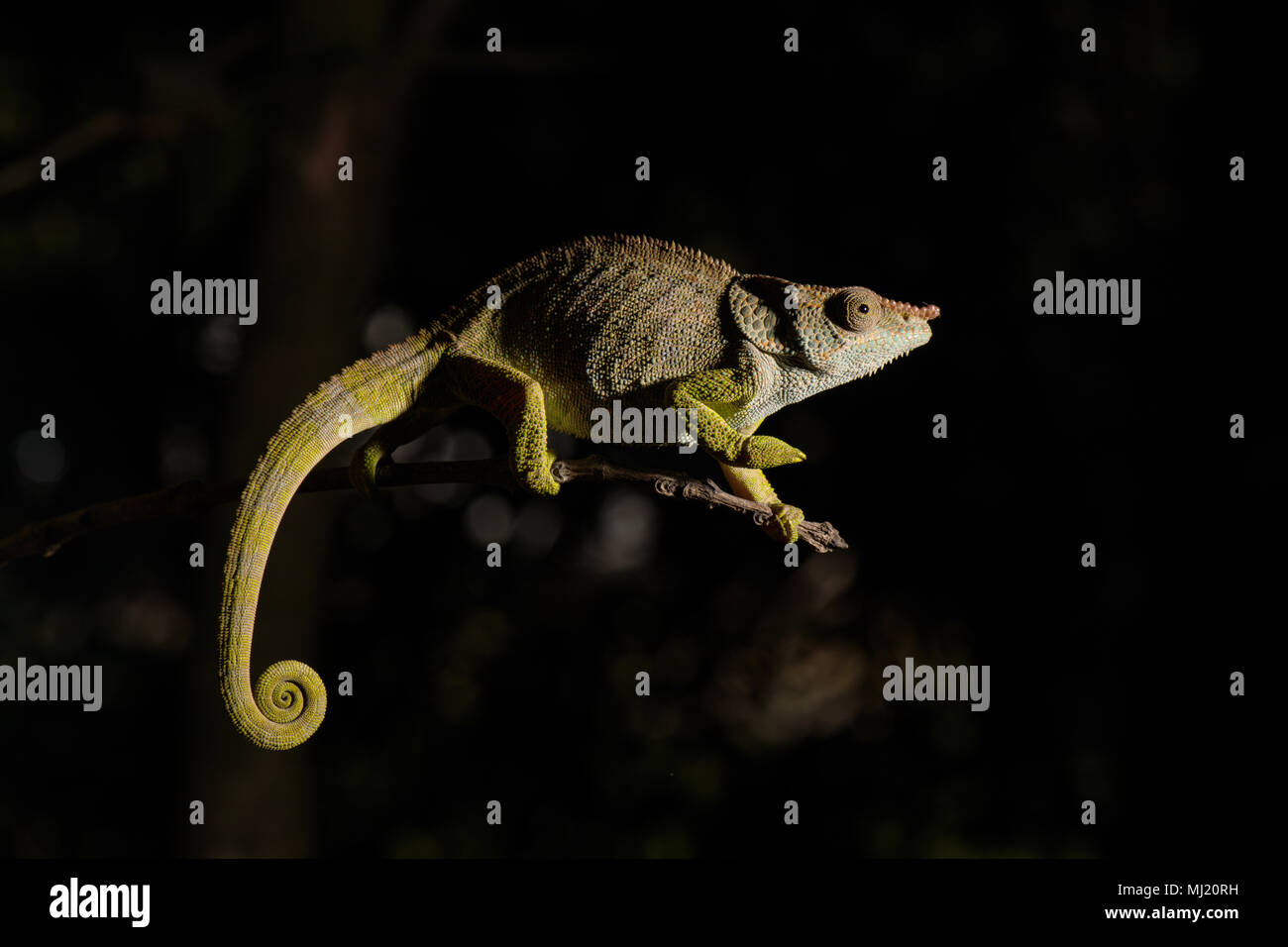 Blue-legged chameleon (Calumma crypticum) on branch, male, Mandraka ...