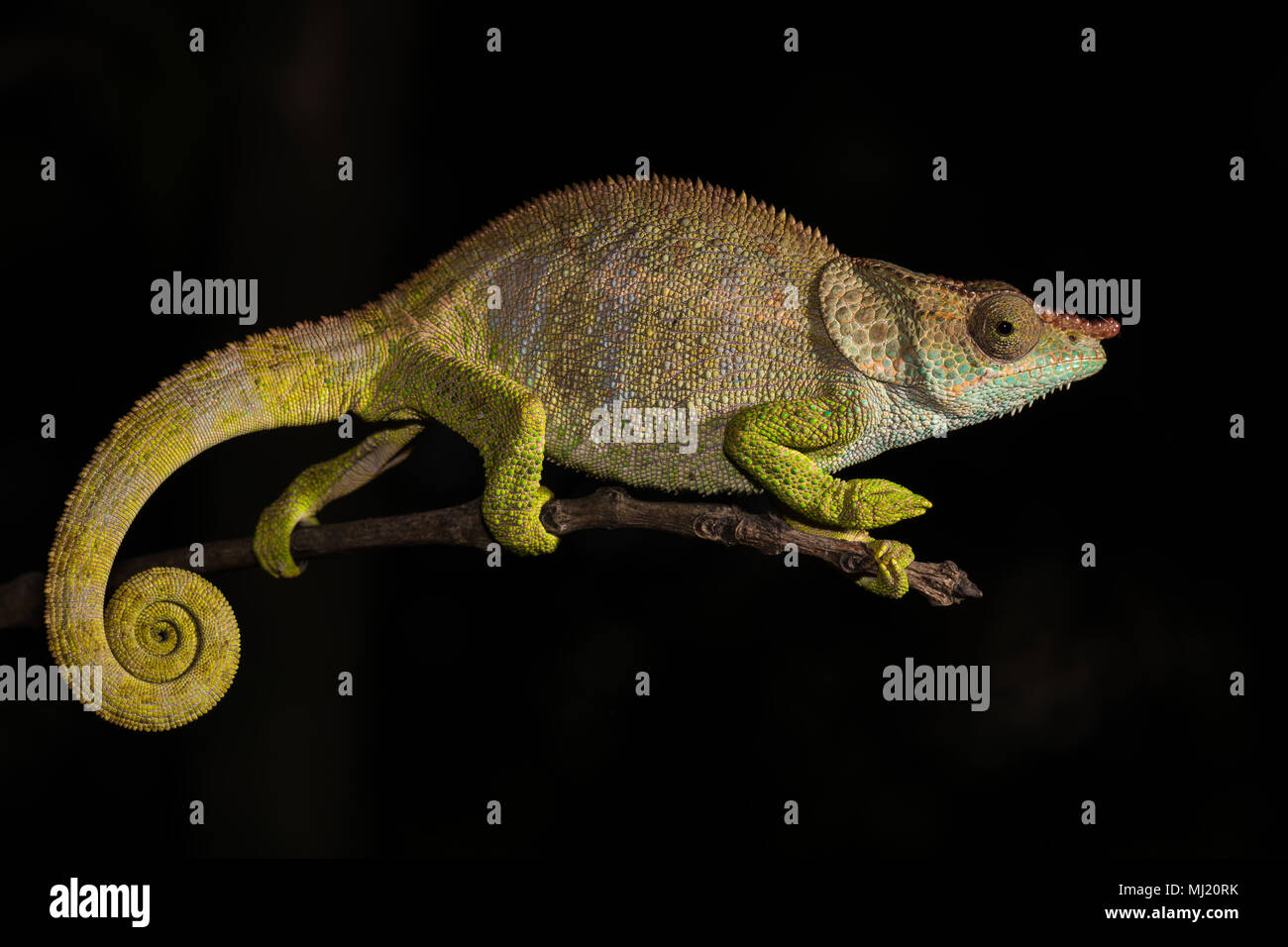 Blue-legged chameleon (Calumma crypticum) on branch, male, Mandraka ...