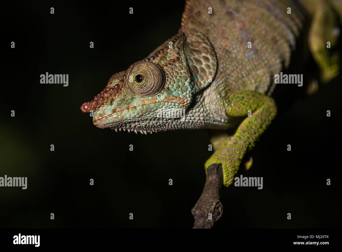 Blue-legged chameleon (Calumma crypticum), male, animal portrait ...