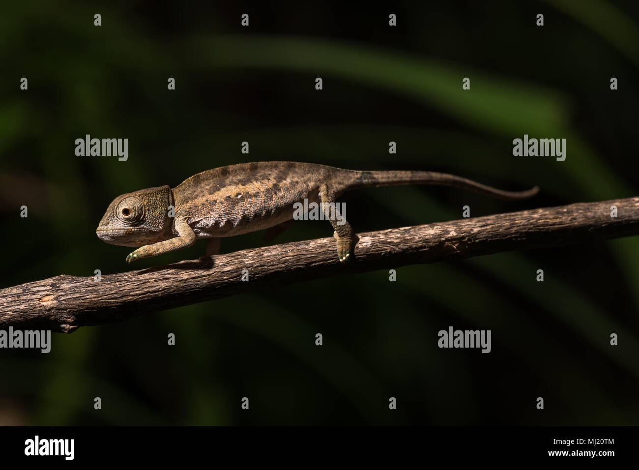Globifer Chameleon (Calumma globiferum), young animal runs on branch ...