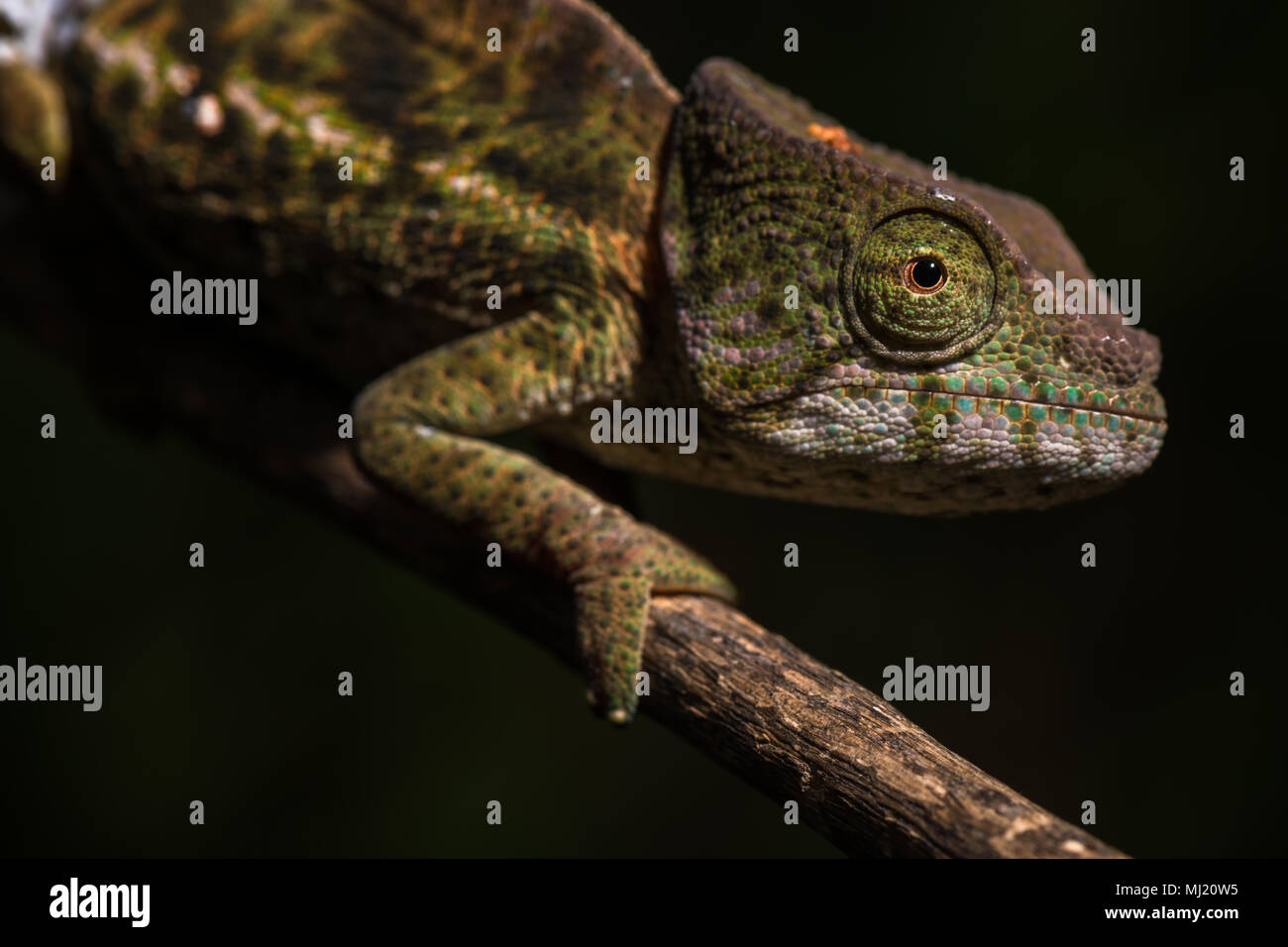 Globifer Chameleon (Calumma globiferum), male, animal portrait ...