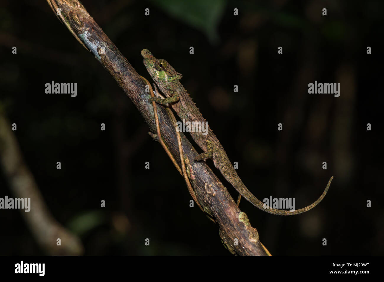Fallax short-horn chameleon (Calumma fallax), male on a branch ...