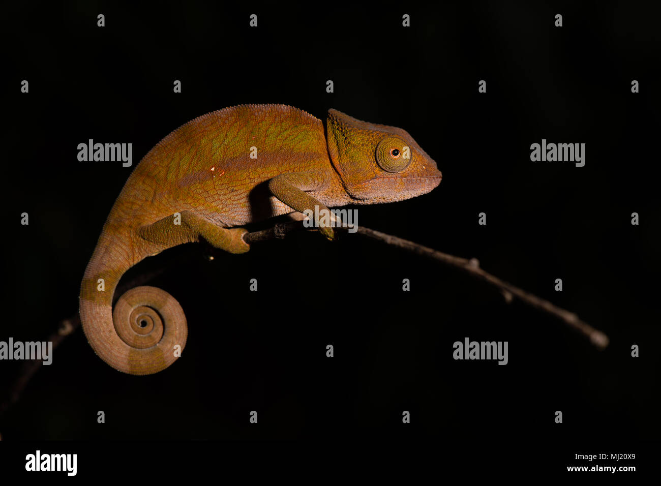 Wildlife mandraka reptile park hi-res stock photography and images - Alamy