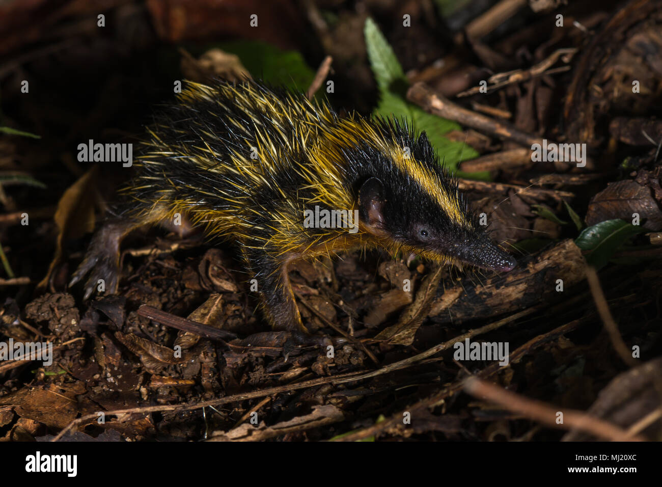 Lowland streaked tenrec (Hemicentetes semispinosus), Mandraka Park ...