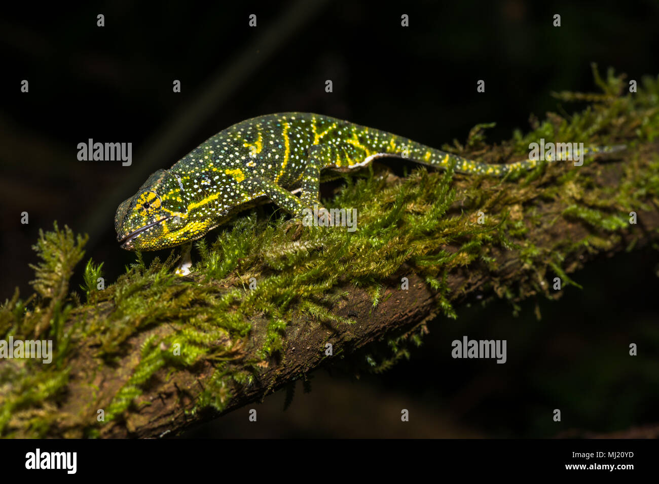 Canopy lizard hi-res stock photography and images - Alamy