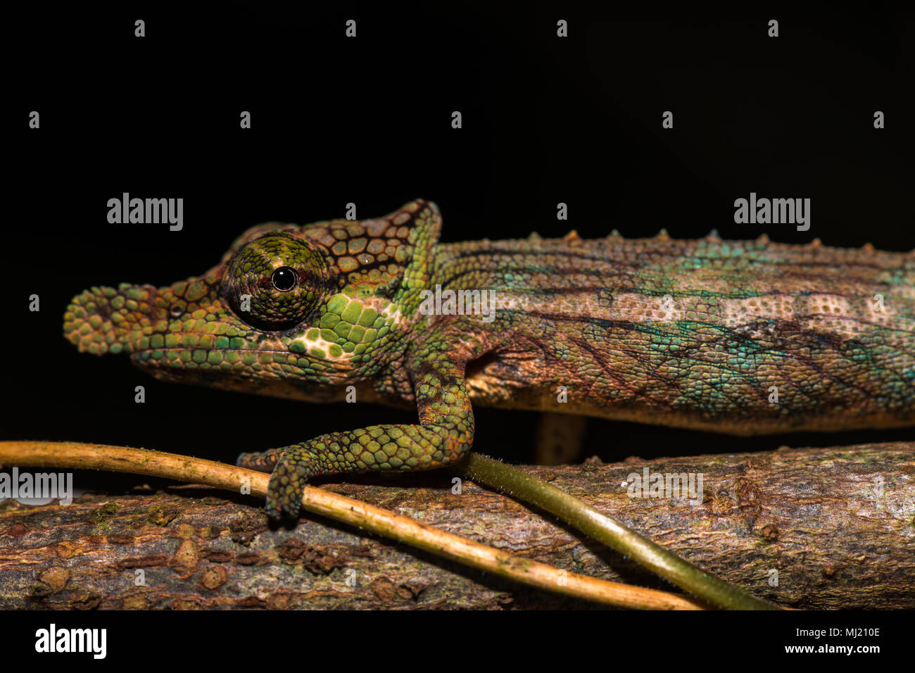 Fallax short-horn chameleon (Calumma fallax), male on a branch ...