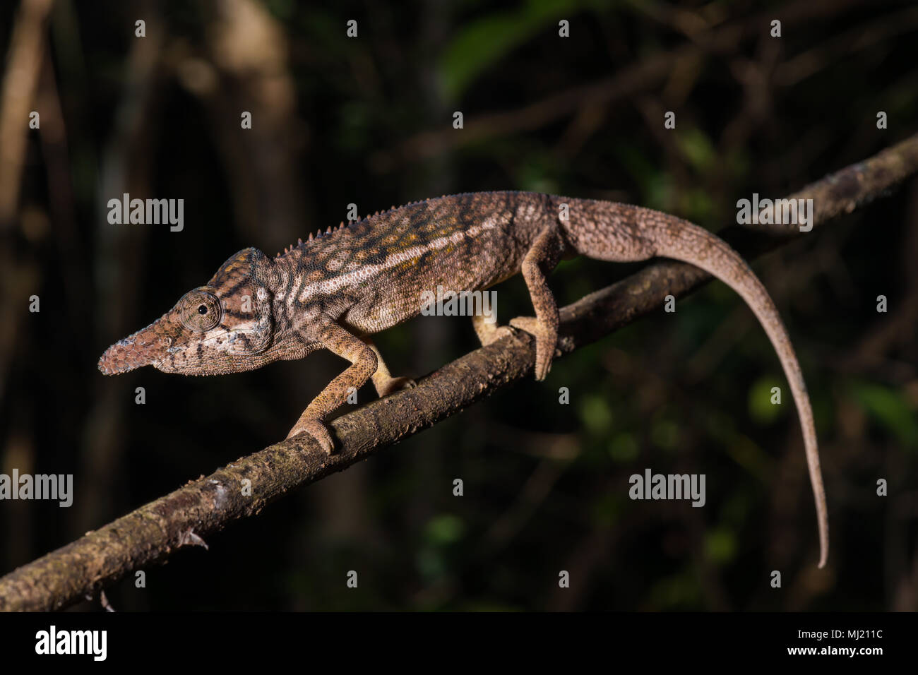 Male rhino chameleon (Furcifer rhinoceratus) on branch, Ankarafantsika ...