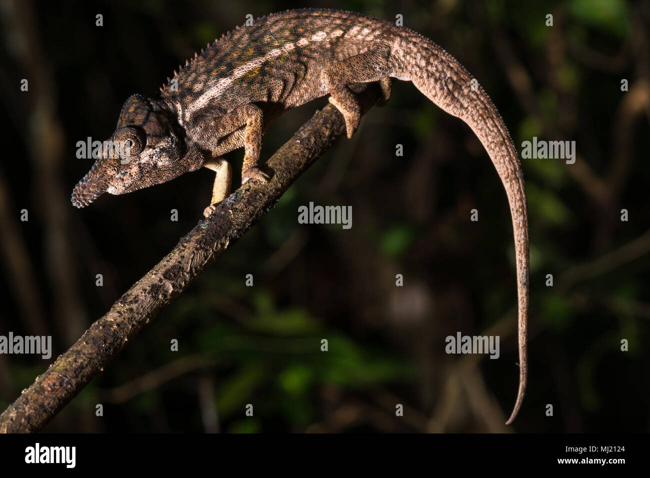 Male rhino hi-res stock photography and images - Alamy