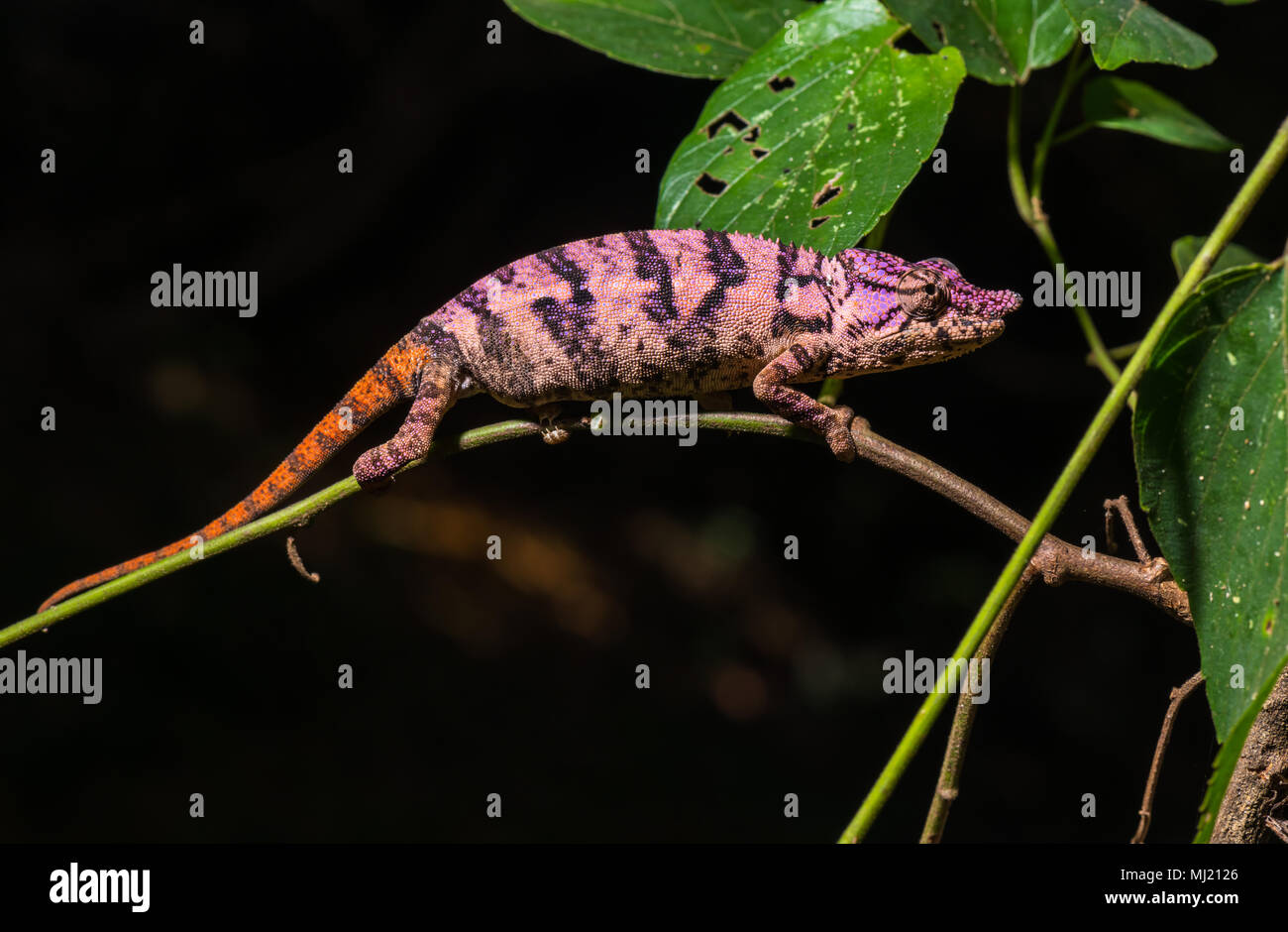 Rhinoceros chameleon (Furcifer rhinoceratus), female on a branch ...