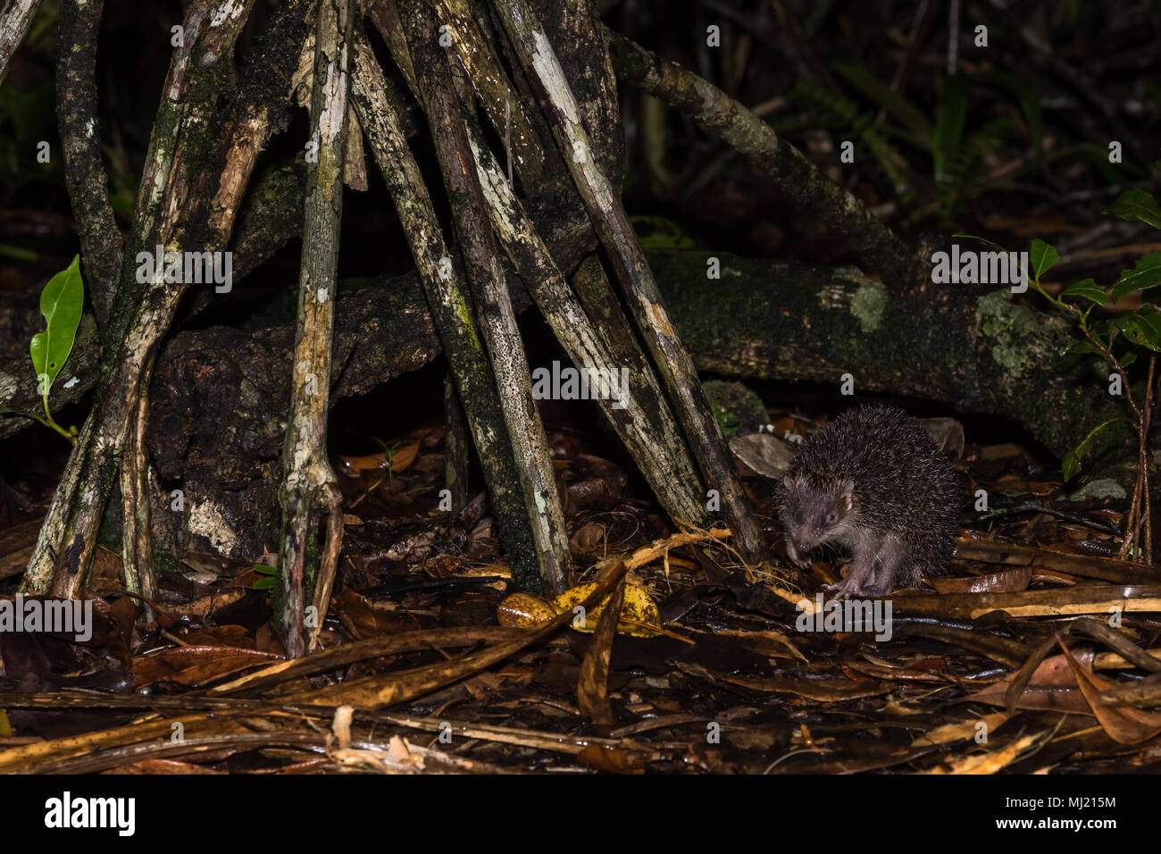 Greater hedgehog tenrec (Setifer setosus) between tree roots ...