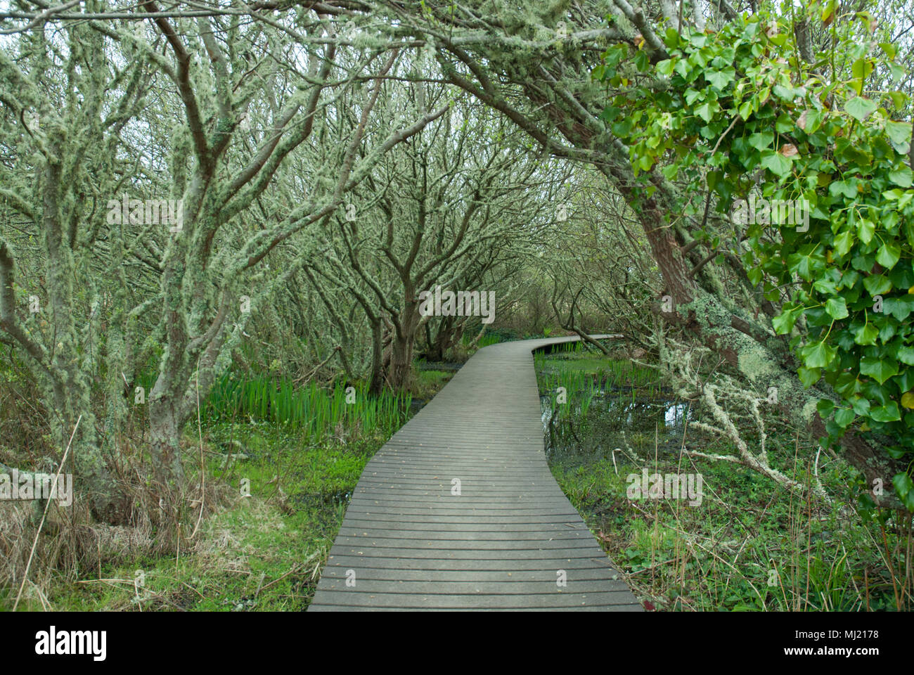 View along the raised pathway of the Lower Moors nature walk during ...