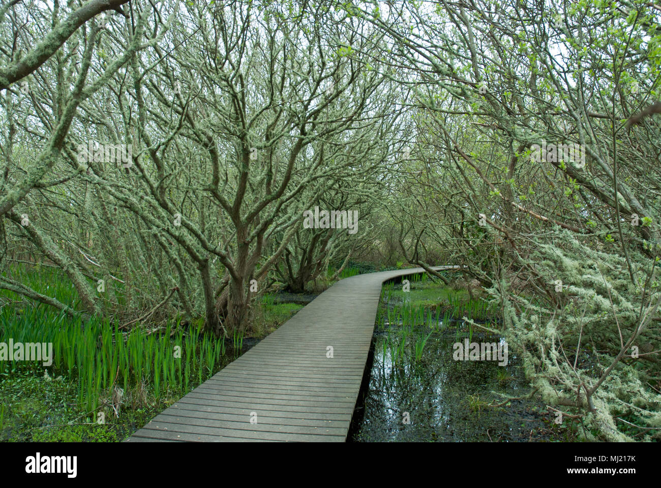 View along the raised pathway of the Lower Moors nature walk during ...