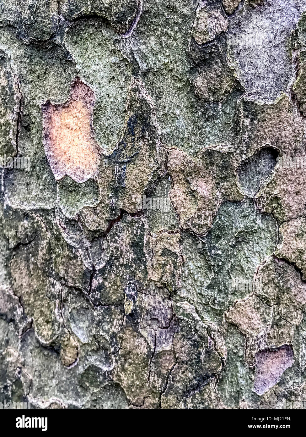 Platanus occidentalis, also known as American sycamore, American ...