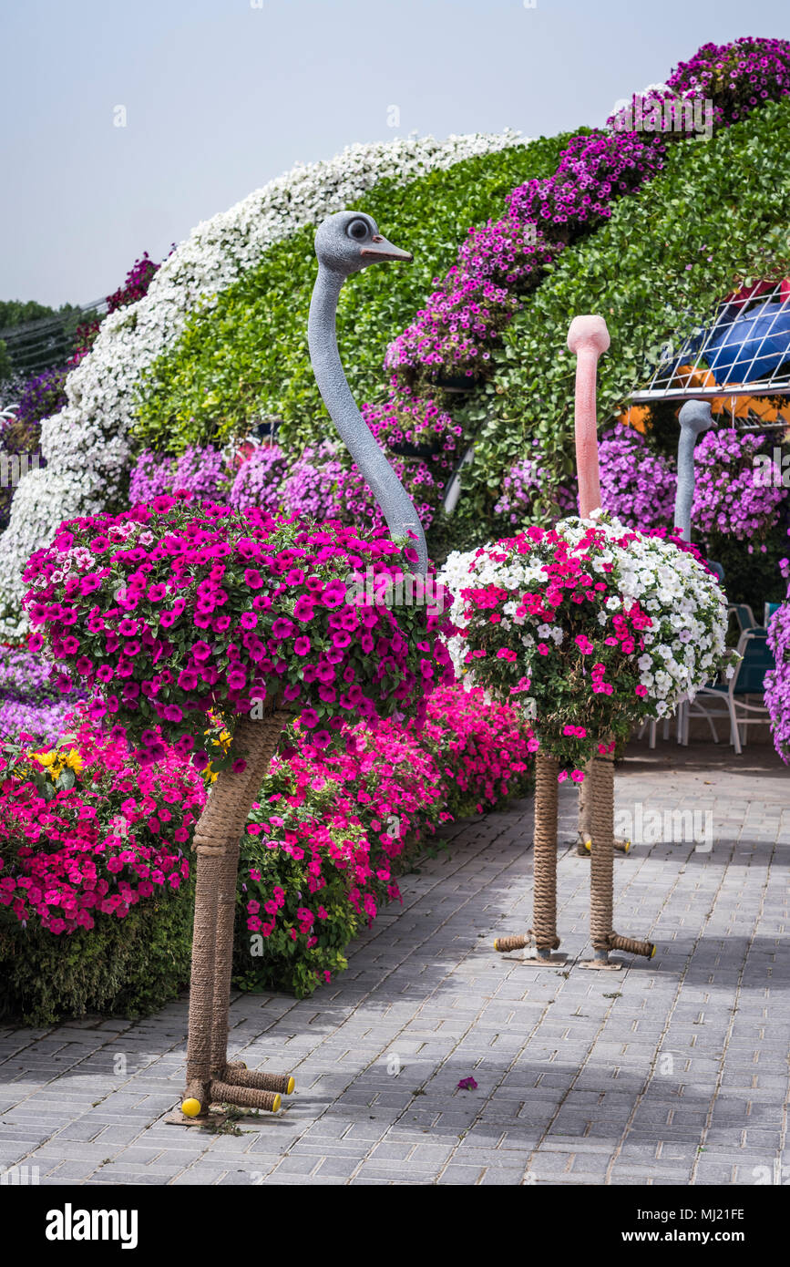 Floral peacocks at the Miracle Gardens in Dubai, UAE, Middle East Stock ...