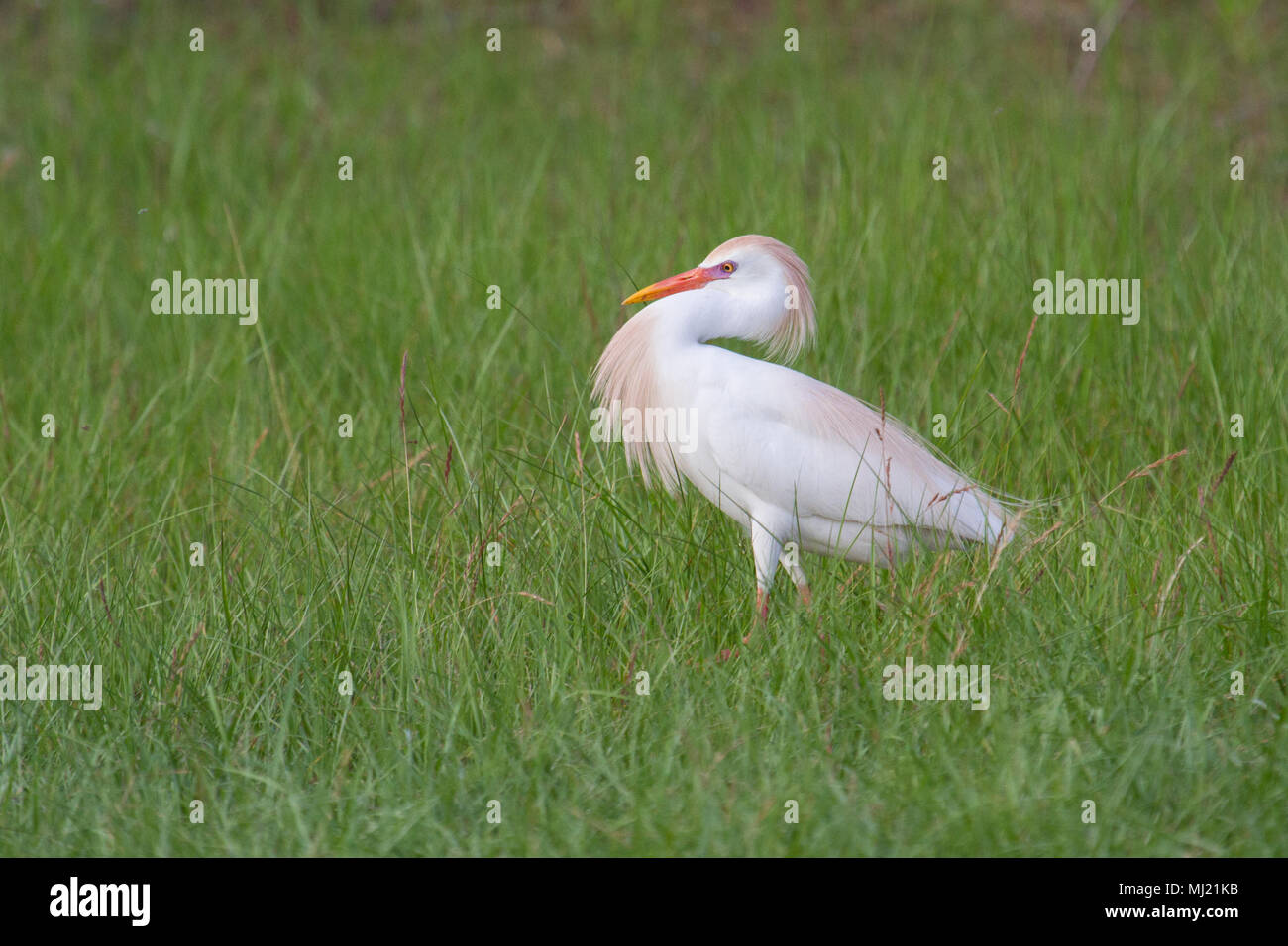 Cattle egret breeding plumage hi-res stock photography and images - Alamy