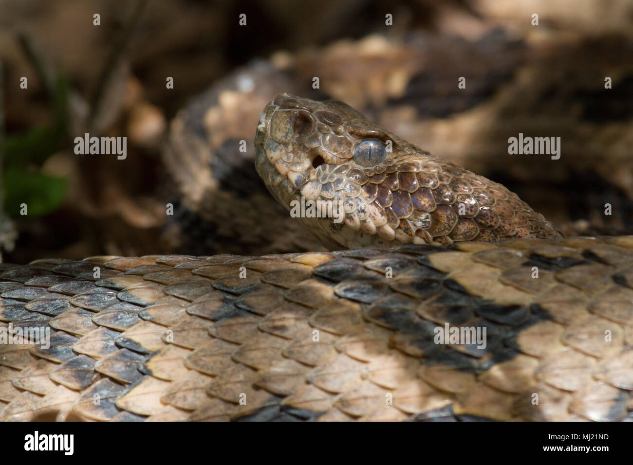 Canebrake rattlesnake hi-res stock photography and images - Alamy