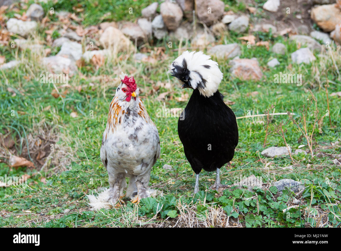 black sultan chiken and Brahma chicken Stock Photo - Alamy