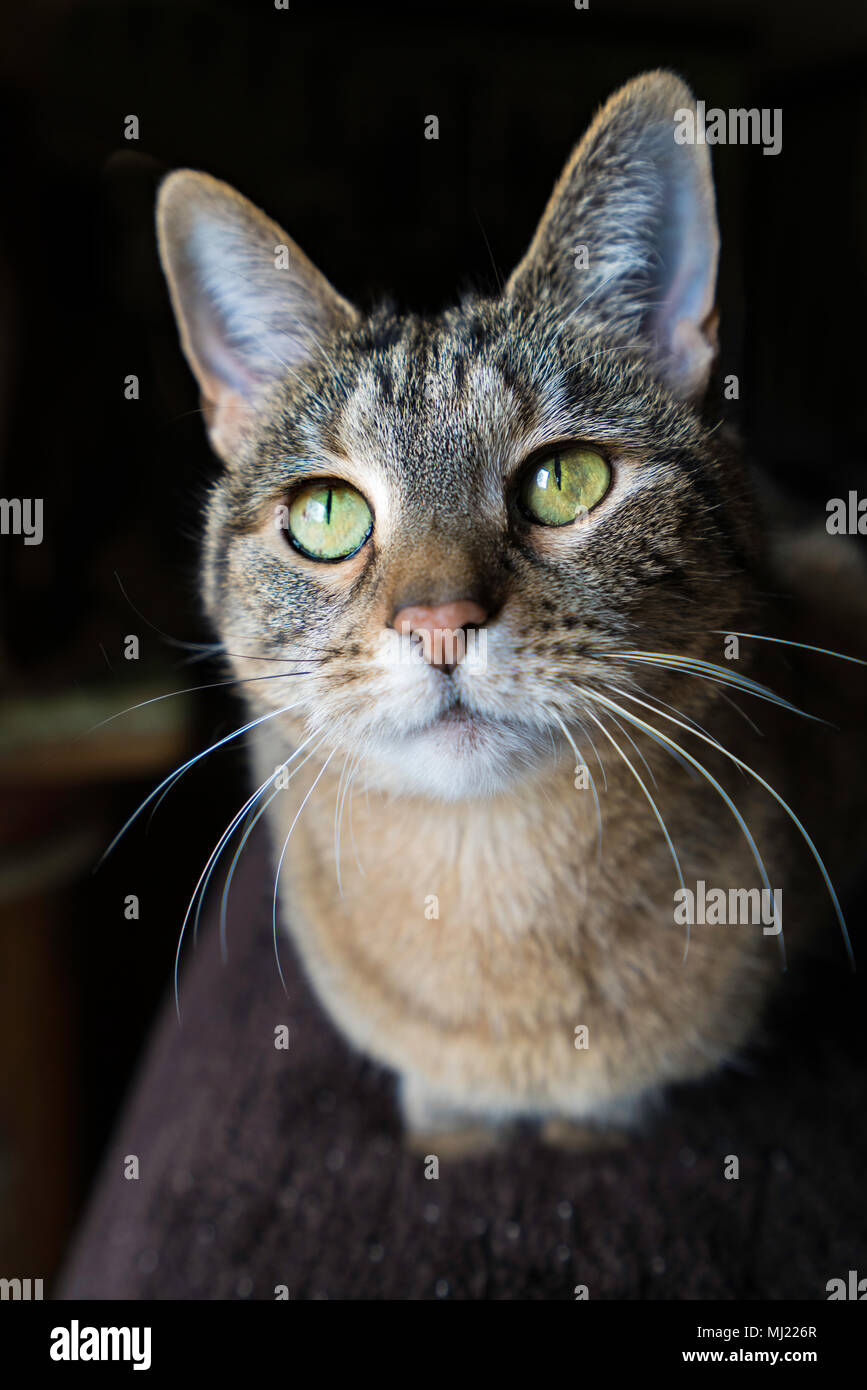 Short haired tabby cat hi-res stock photography and images - Alamy