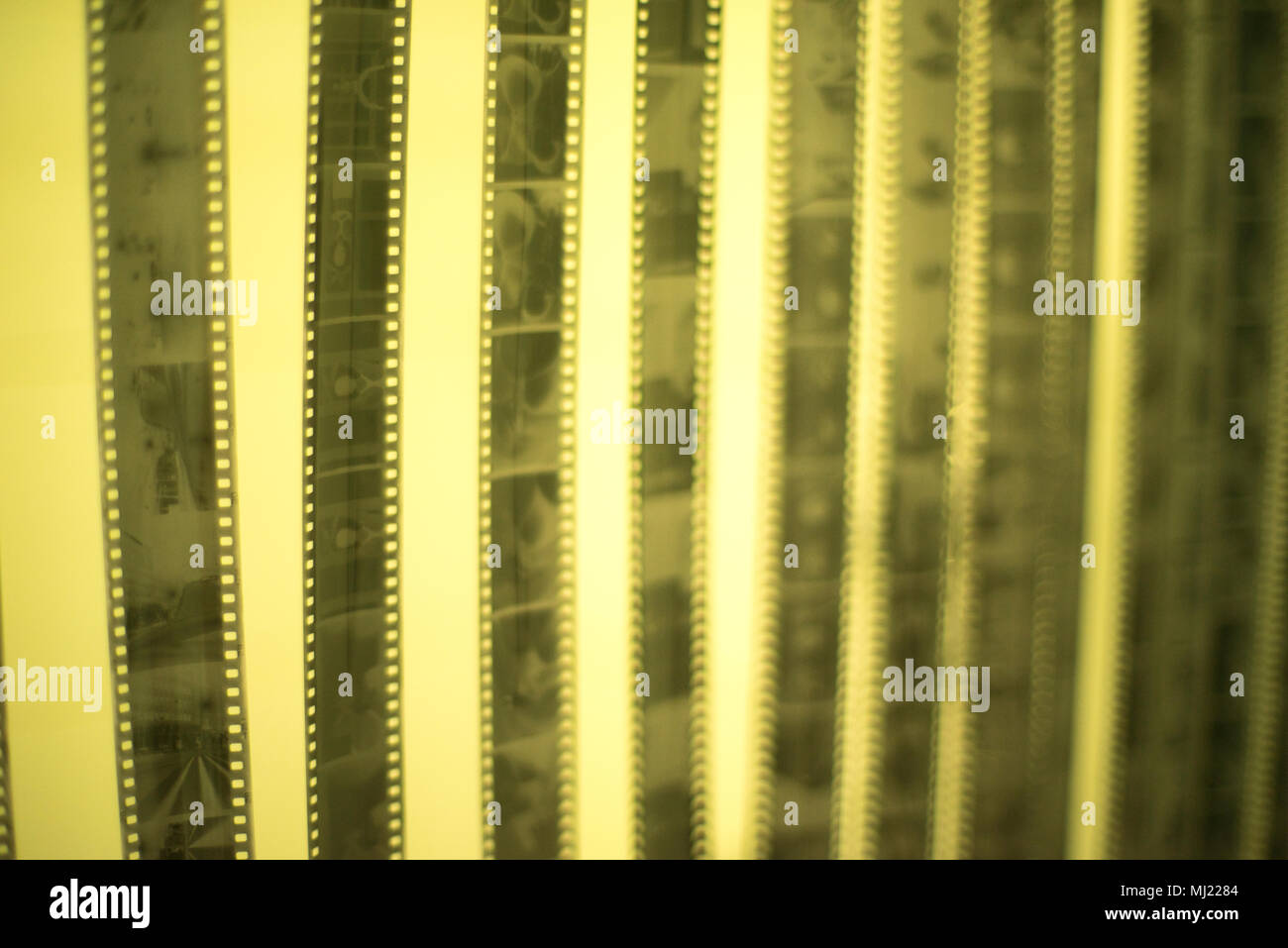 35mm analog black and white photography film negatives drying after ...