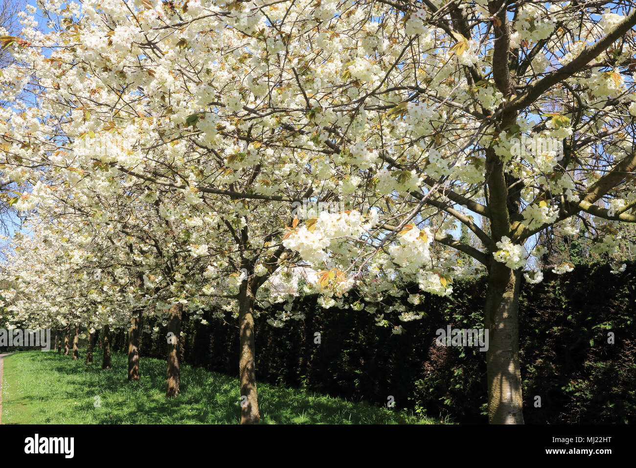 A row of flowering trees in the spring sunshine in Queen Mary's Gardens ...