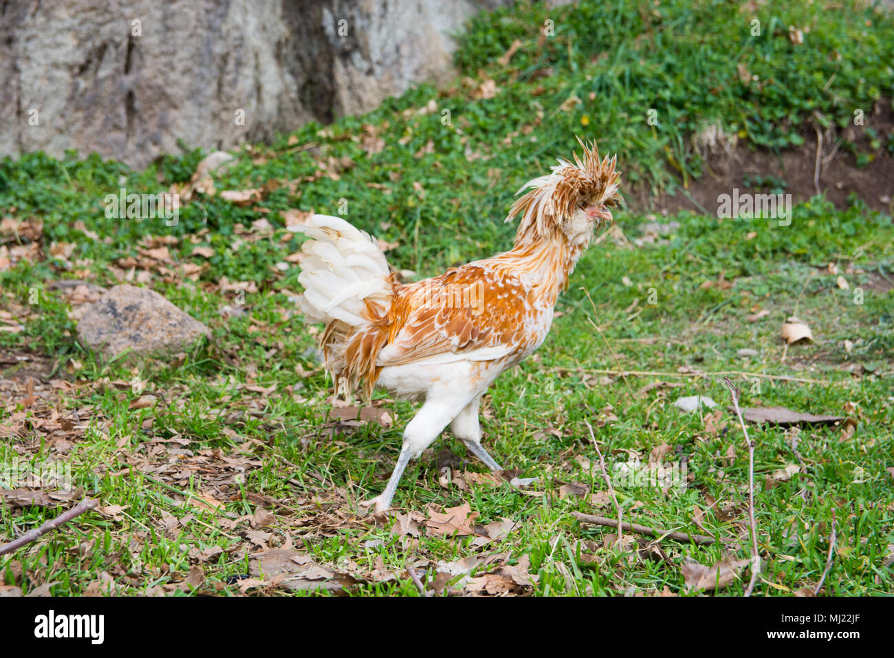 Polish chicken. there are pointed feathers covering almost the entire ...