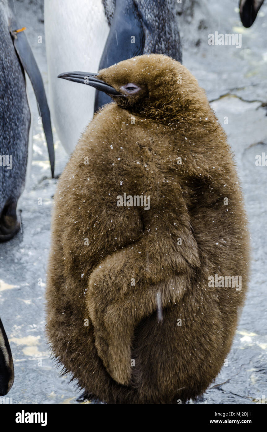 Located in the very north of Japan, Asahiyama Zoo is home to 700 ...