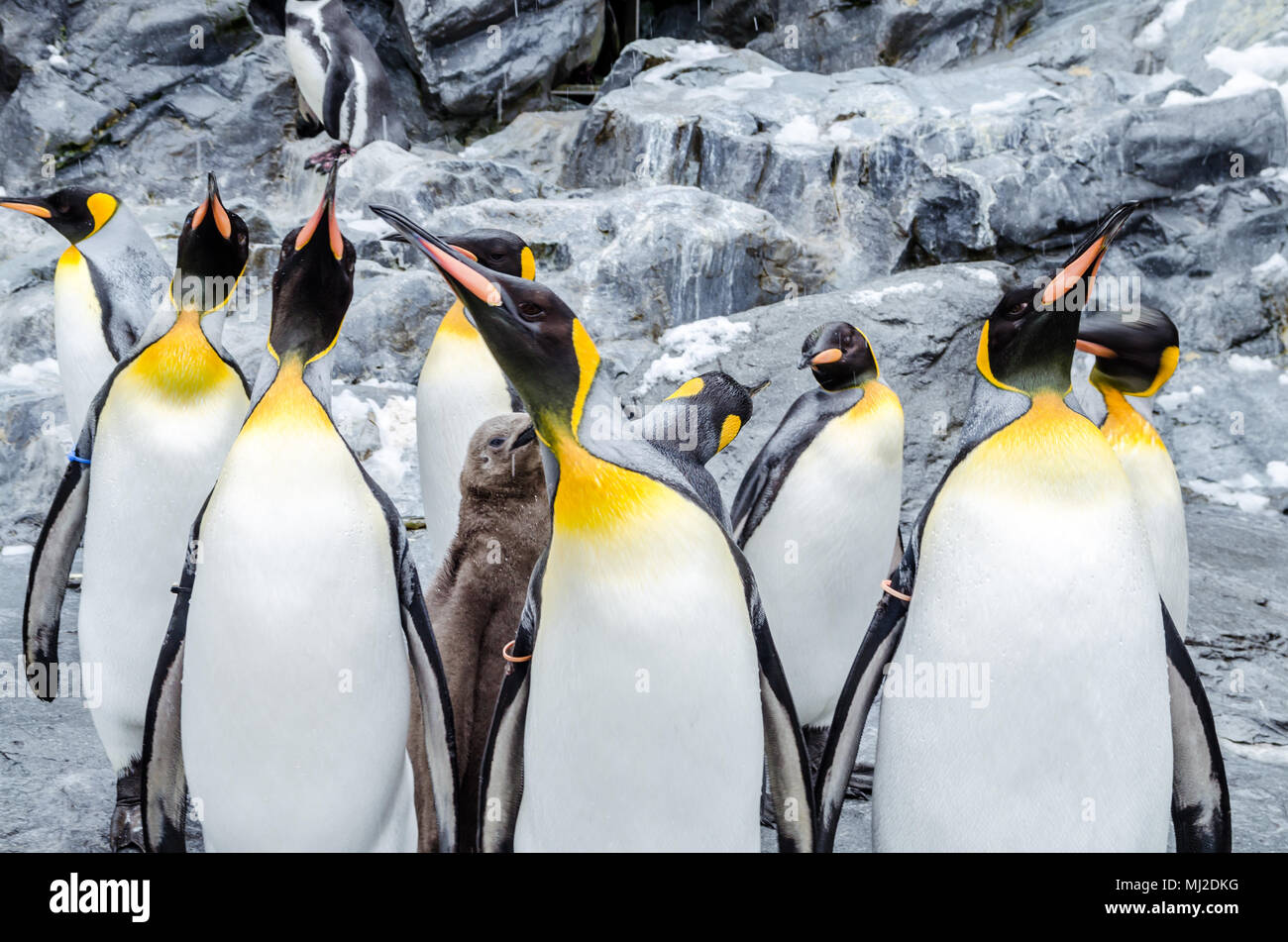 Located in the very north of Japan, Asahiyama Zoo is home to 700 ...
