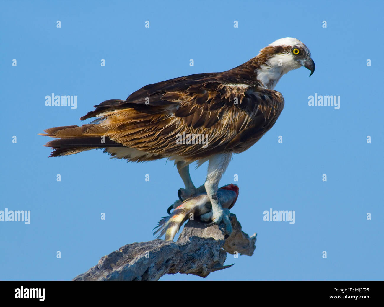 Osprey with Fish Kill Stock Photo - Alamy