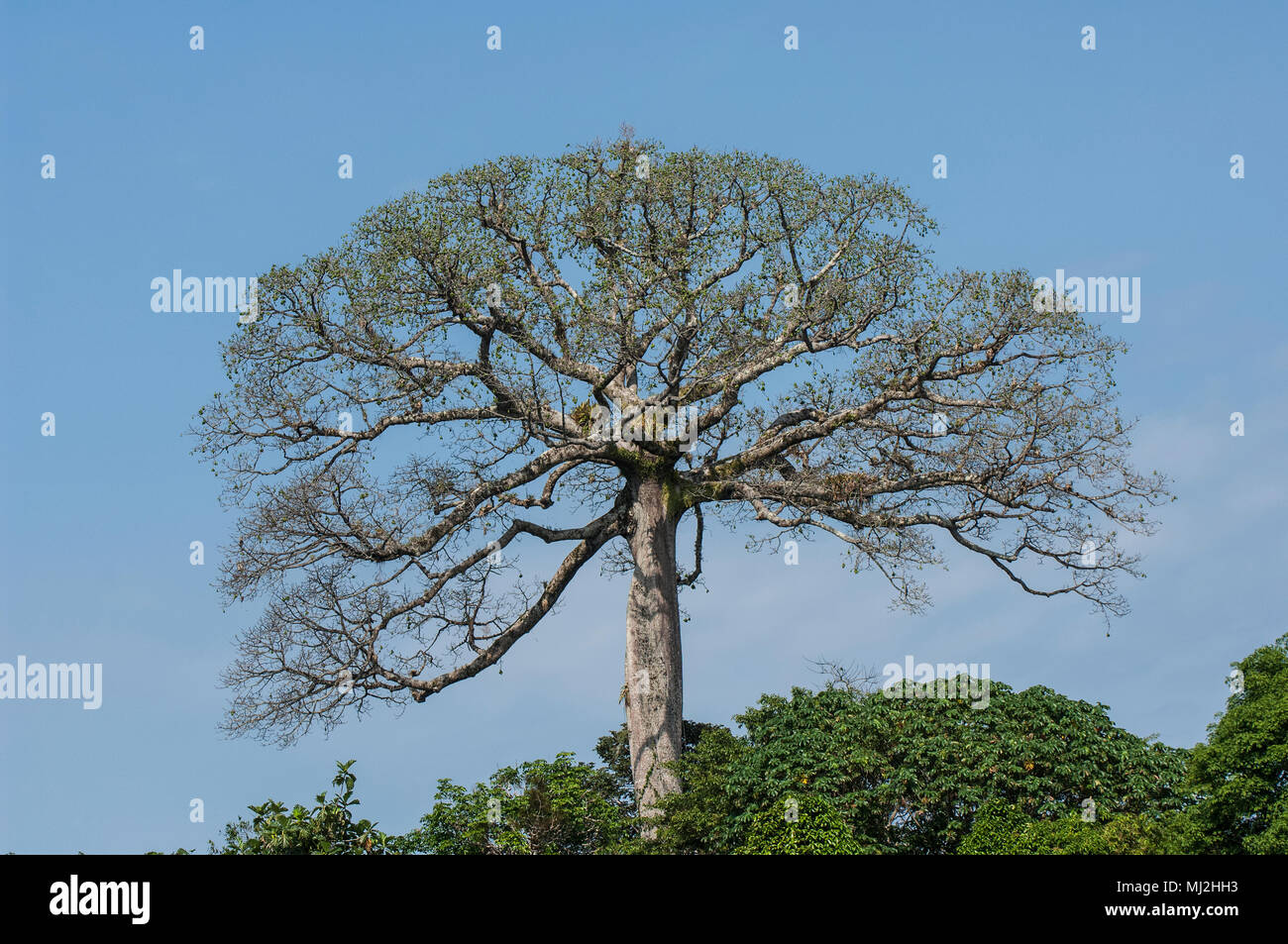 White silk cotton tree hi-res stock photography and images - Alamy