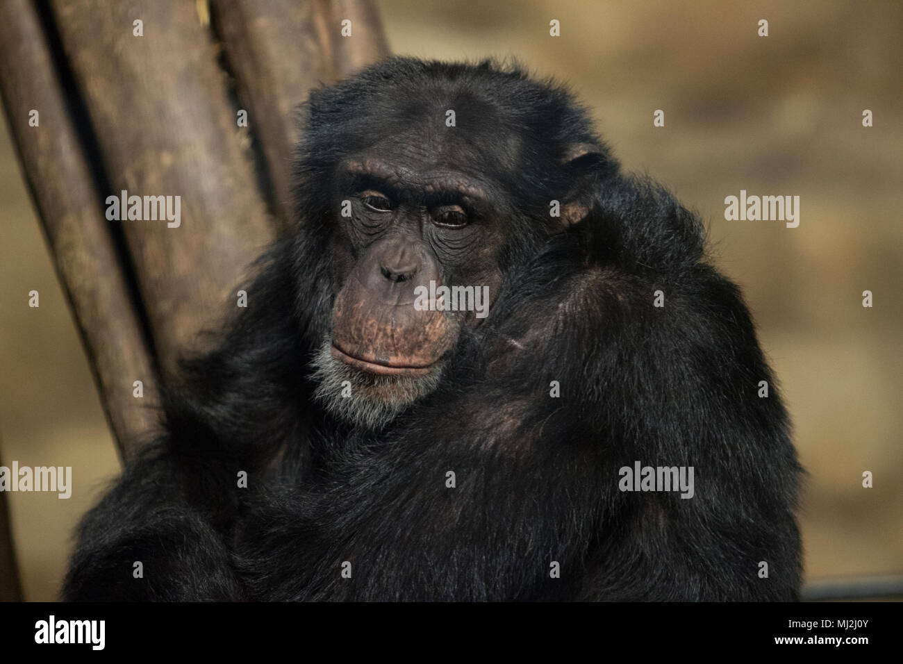 Older Chimpanzee watching people Stock Photo - Alamy