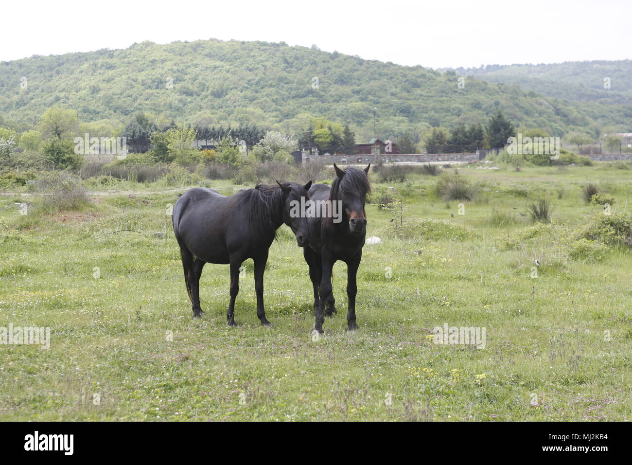 Young mule colt with mare hi-res stock photography and images - Alamy