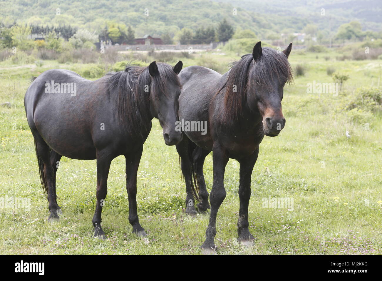 Young mule colt with mare hi-res stock photography and images - Alamy