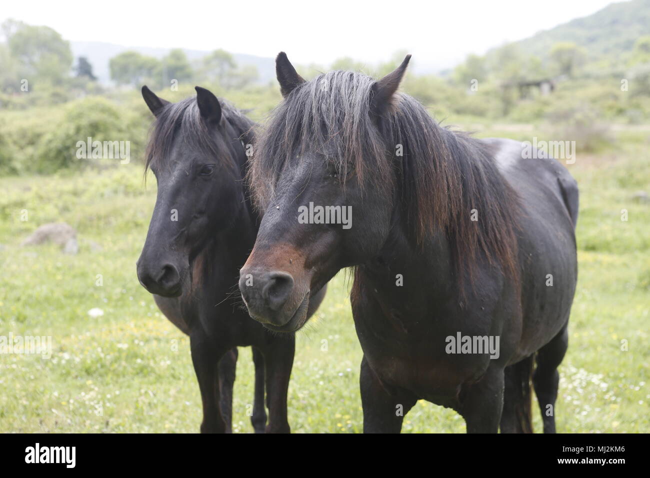 Mule head hi-res stock photography and images - Alamy